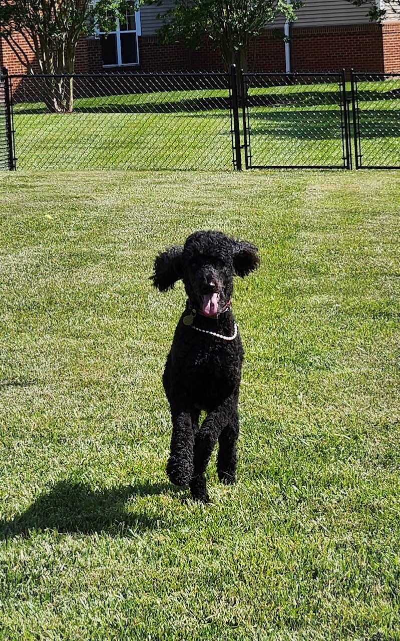 Dog Park | The Vectre